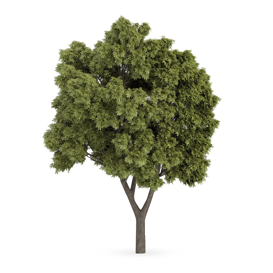 3d sycamore maple tree acer model