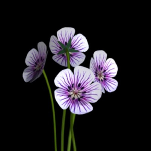 Geranium 3D Models for Download | TurboSquid