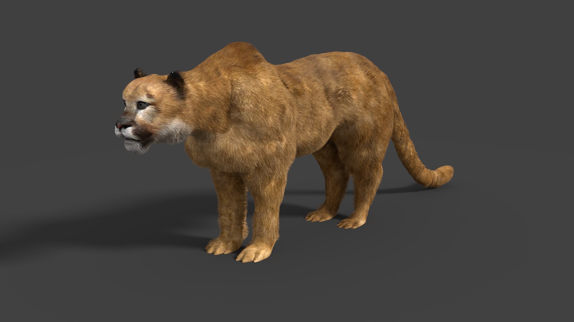 3D Puma - TurboSquid 1385892