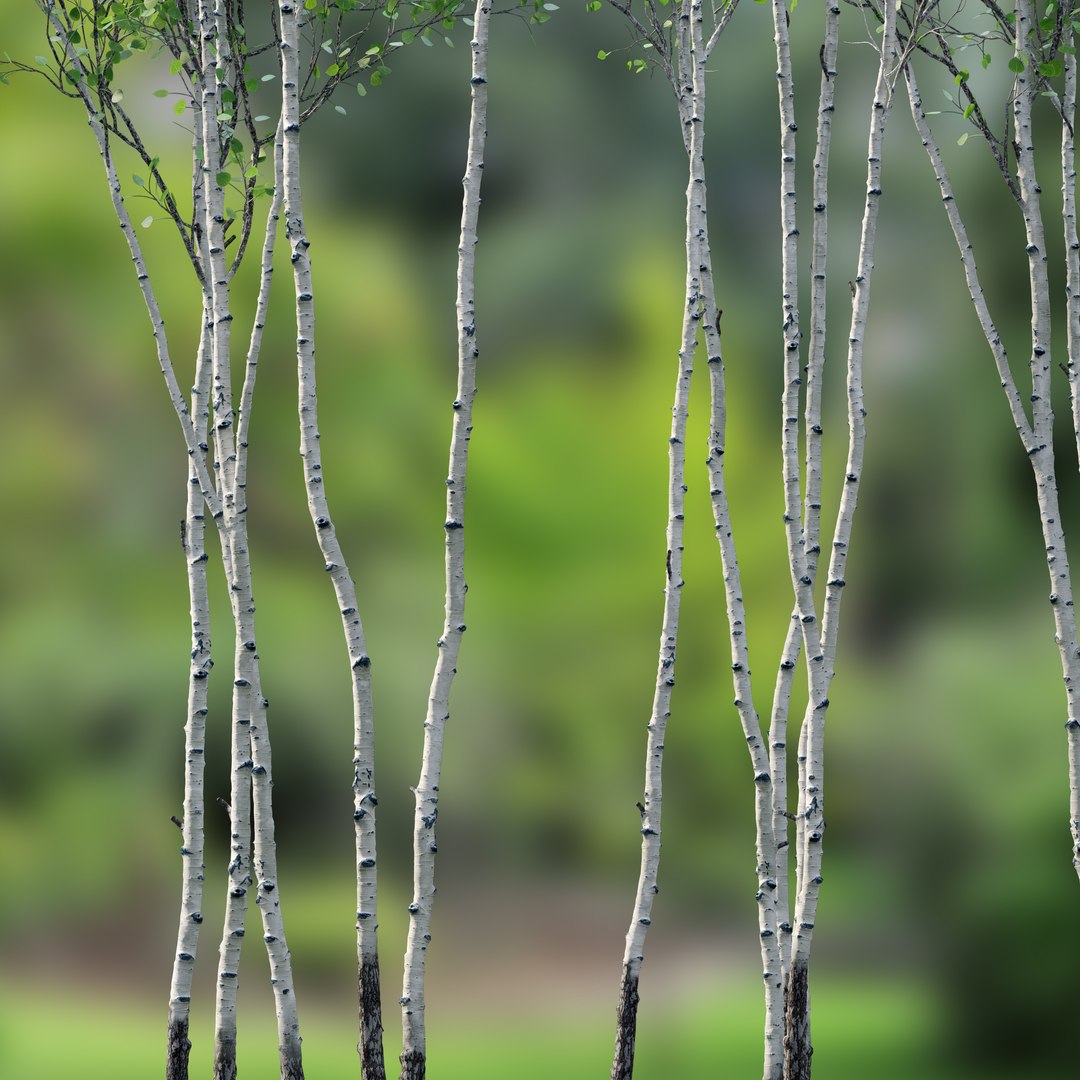 3D Model Aspen Trees Set 03 - TurboSquid 1980718