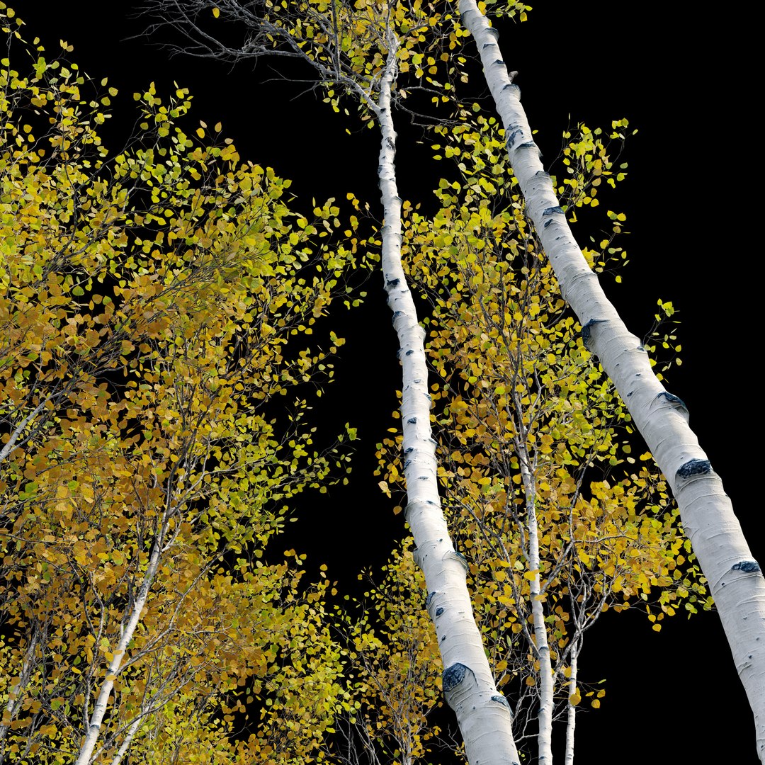 3D Model Aspen Trees Set 03 - TurboSquid 1980718