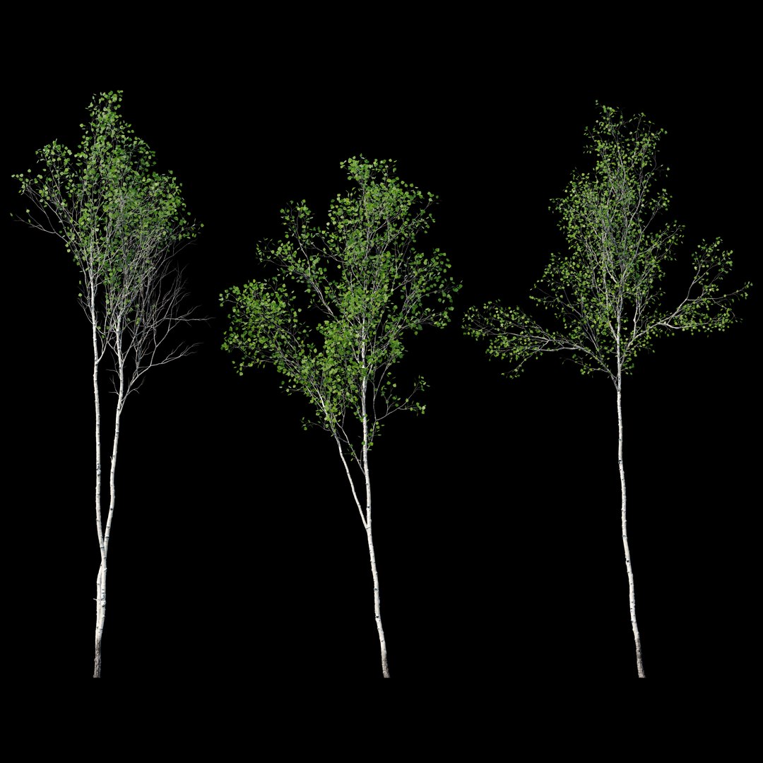 3D Model Aspen Trees Set 03 - TurboSquid 1980718