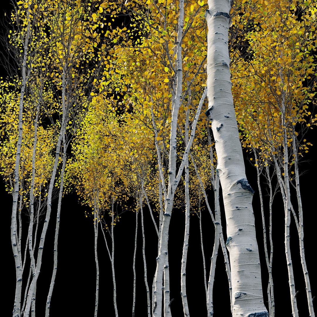 3D Model Aspen Trees Set 03 - TurboSquid 1980718