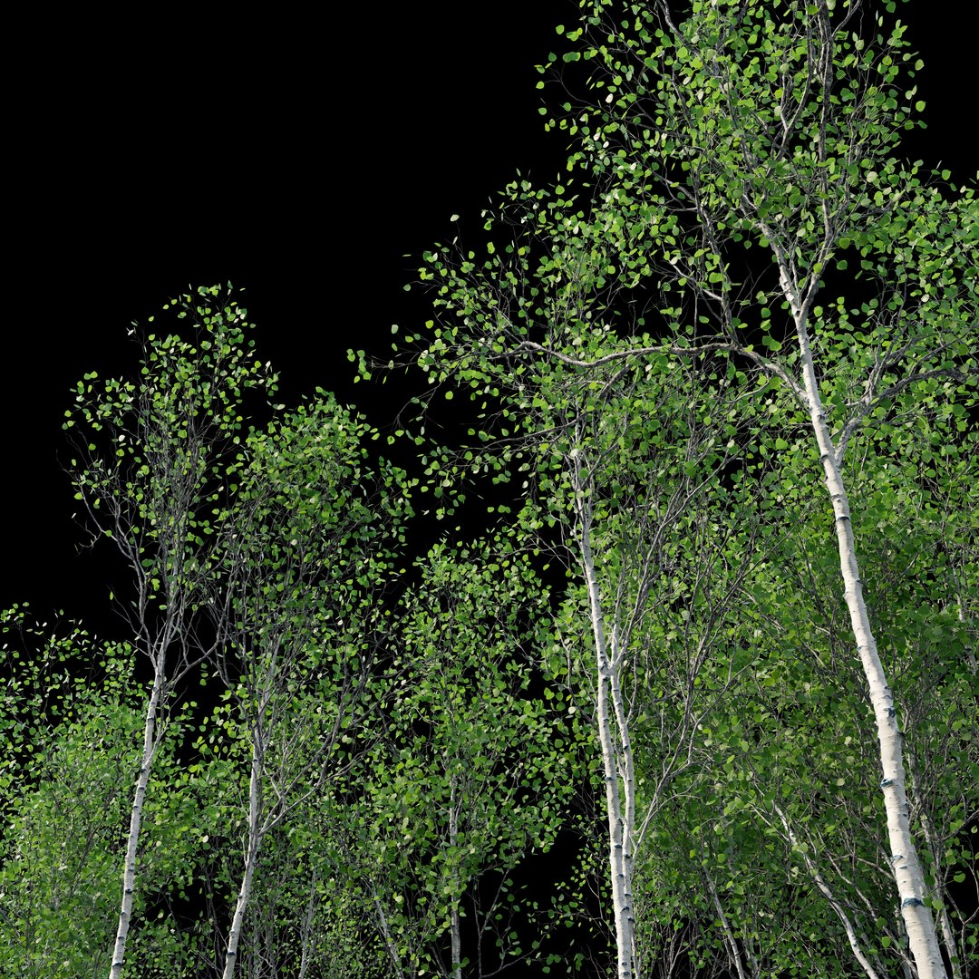 3D Model Aspen Trees Set 03 - TurboSquid 1980718