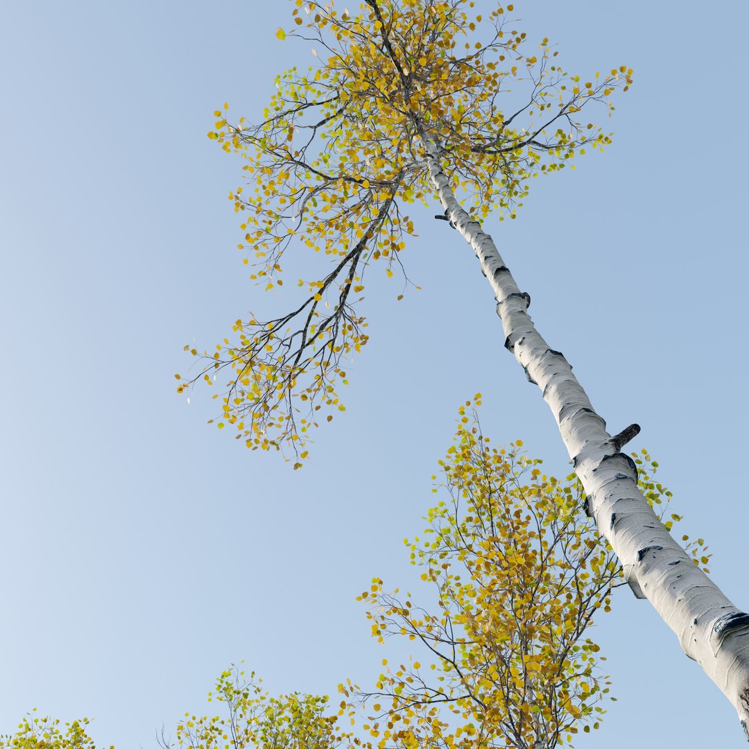 3D Model Aspen Trees Set 03 - TurboSquid 1980718