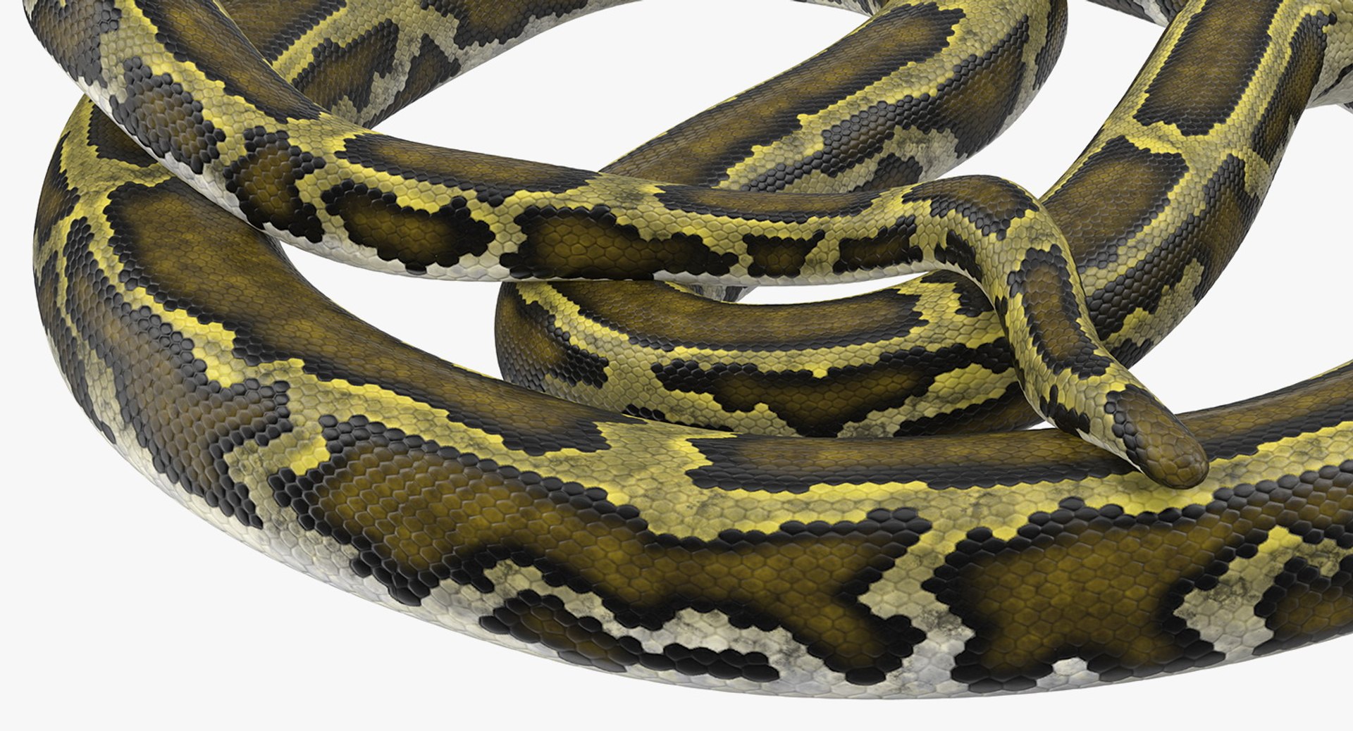 3D model green python snake rigged - TurboSquid 1417659