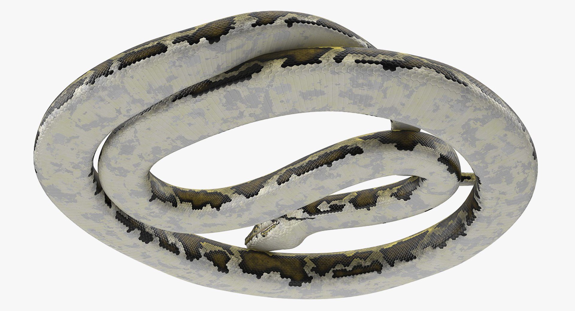 3D model green python snake rigged - TurboSquid 1417659