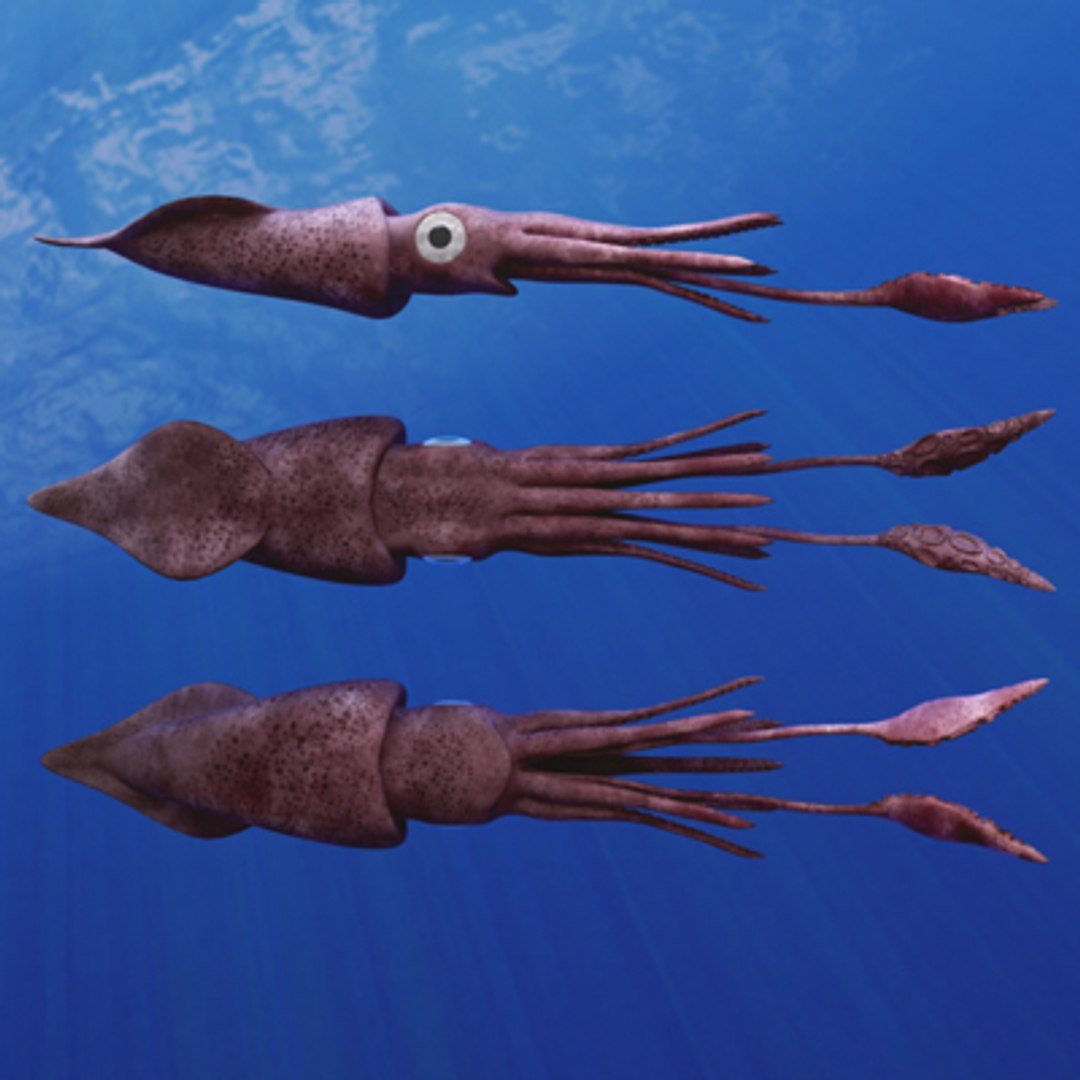 3dsmax Squid