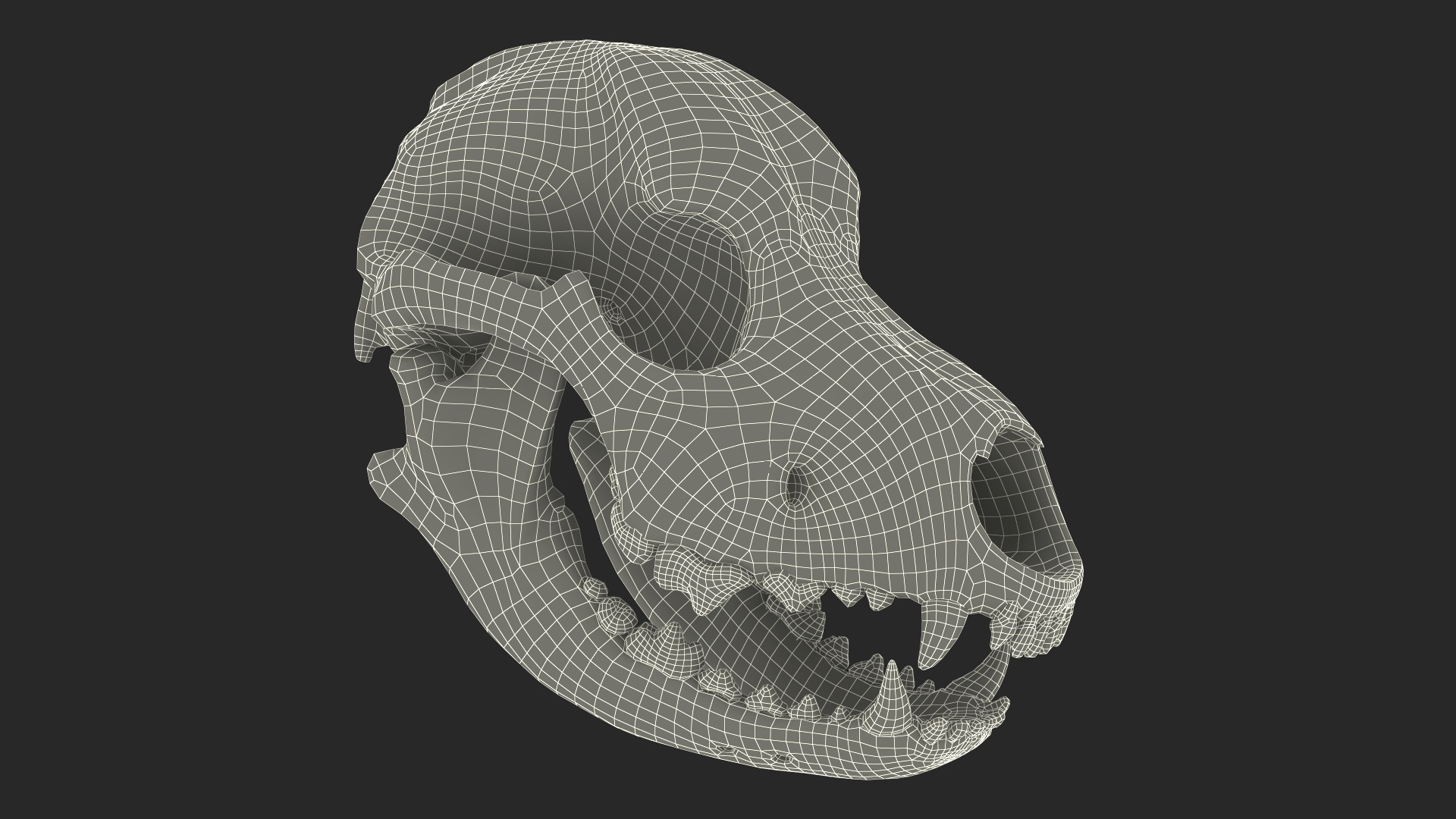 Dog Skull 3D Model - TurboSquid 2395950