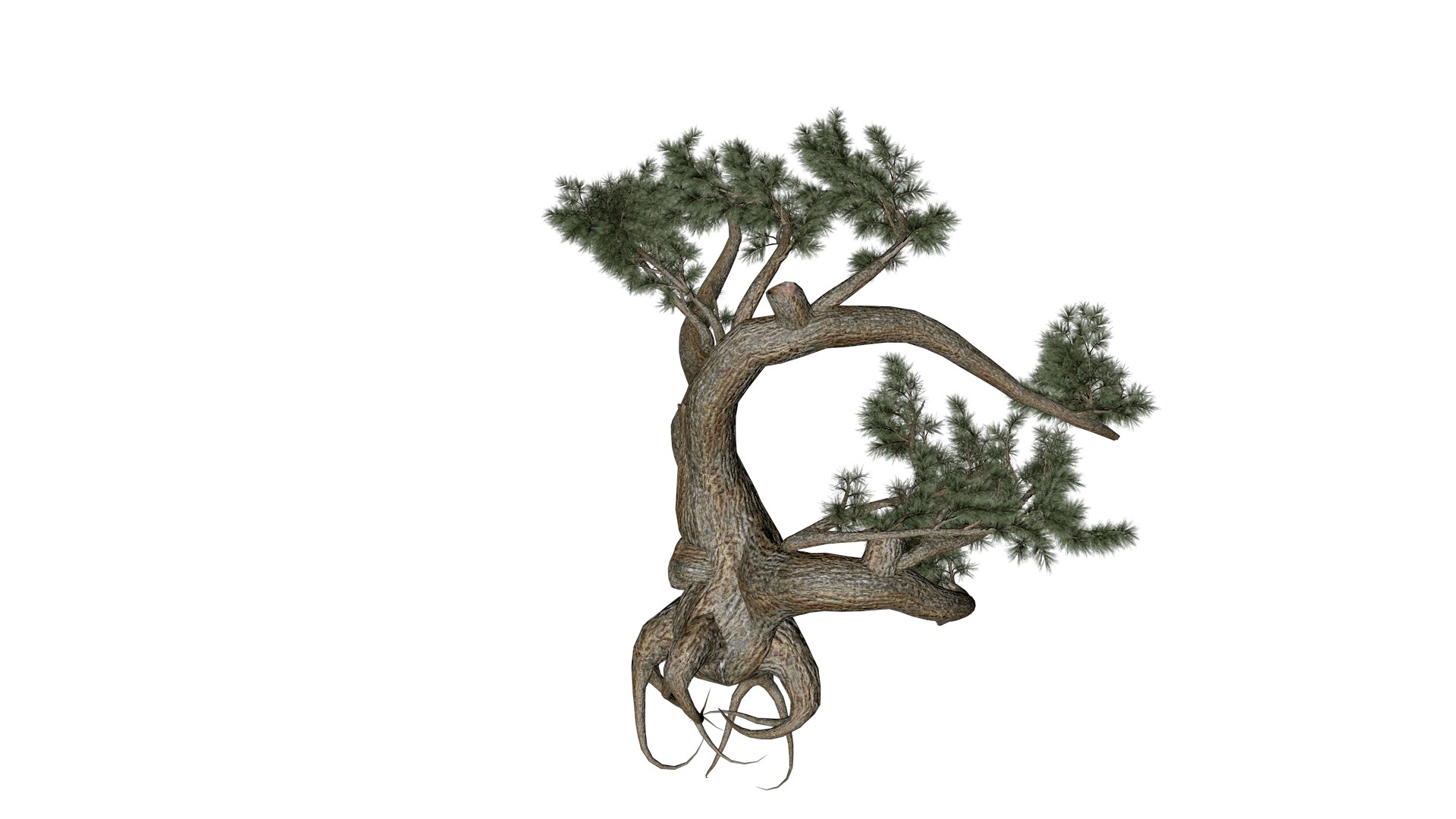 Jeffrey Pine Tree - 02 - 3D - TurboSquid 2373555