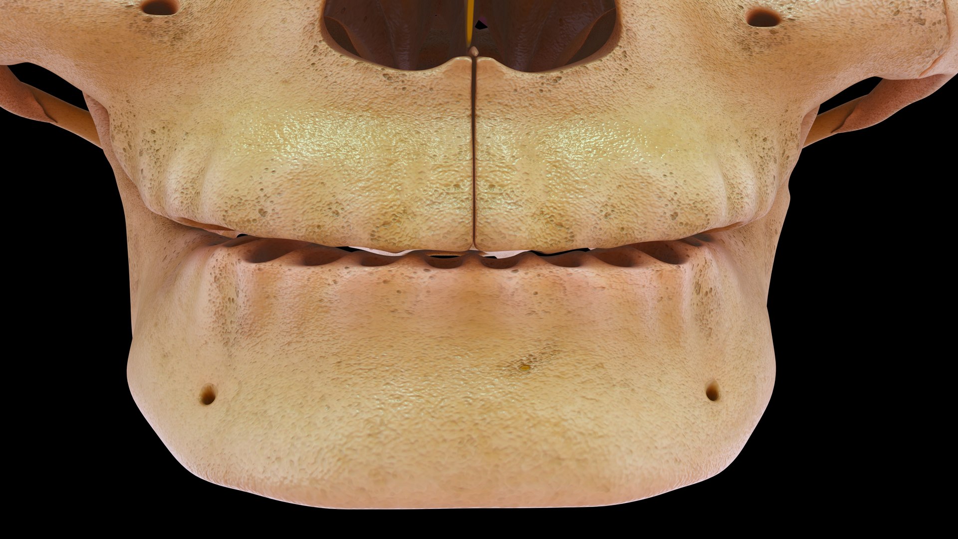 3D Skull Of A Newborn Baby - TurboSquid 2187137