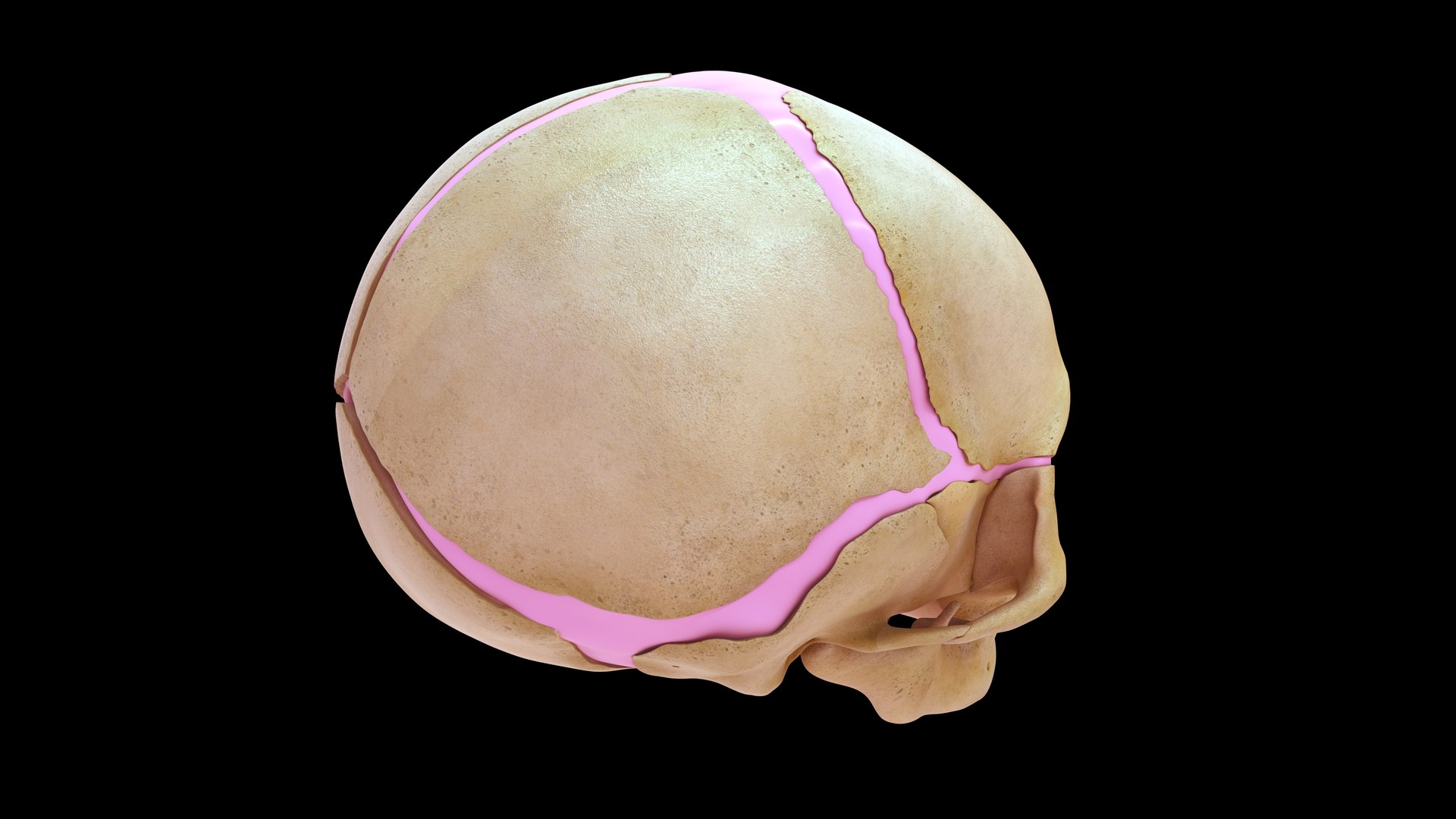 3D Skull Of A Newborn Baby - TurboSquid 2187137
