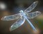 Dragonfly 01 3d Model
