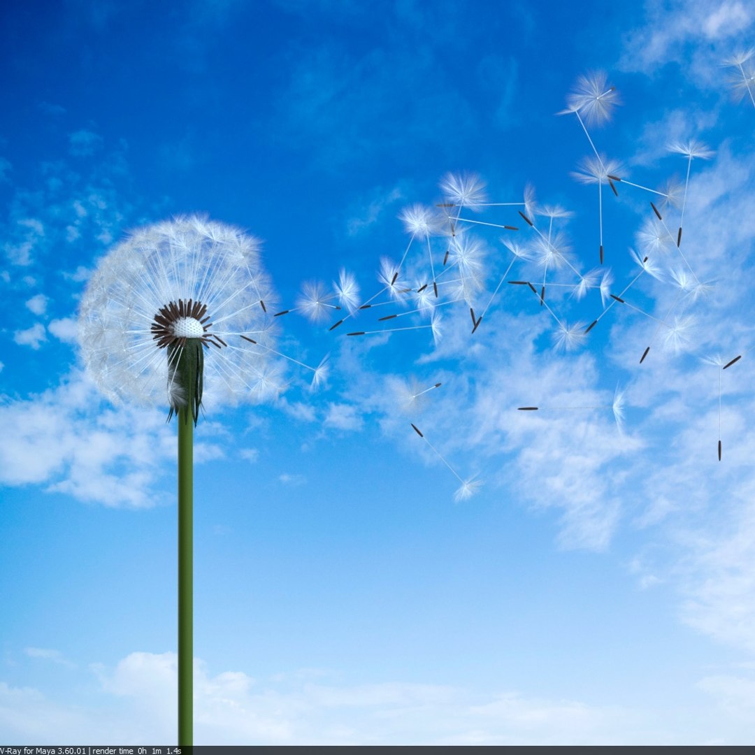 Dandelion Simple Animation Model - TurboSquid 1401117