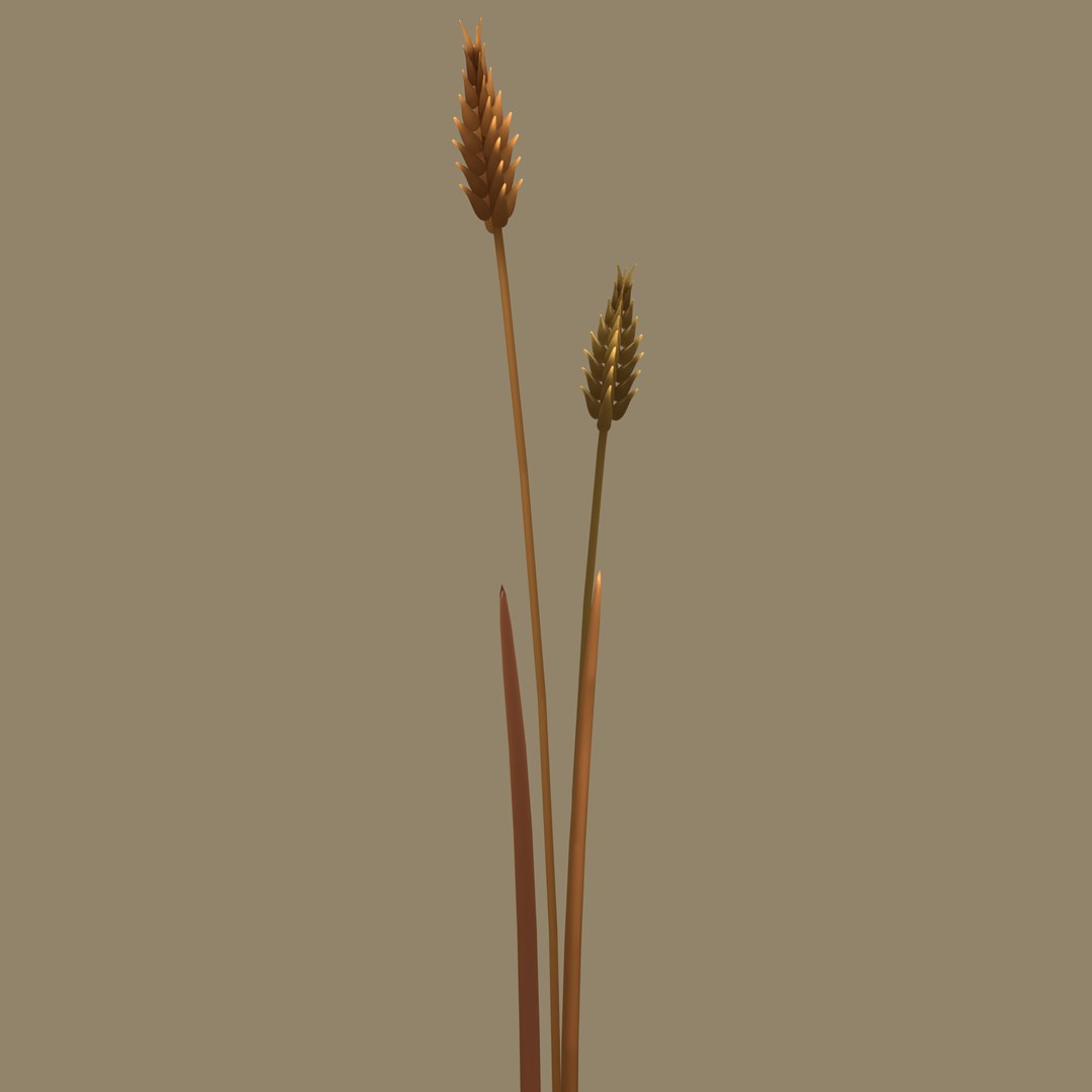 Stylized Wheat 3D Model - TurboSquid 1329269