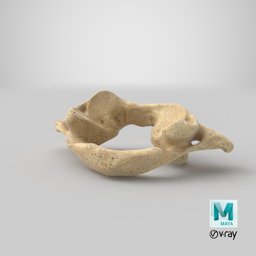 Cervical Vertebrae C1 Atlas 3D - TurboSquid 1588659