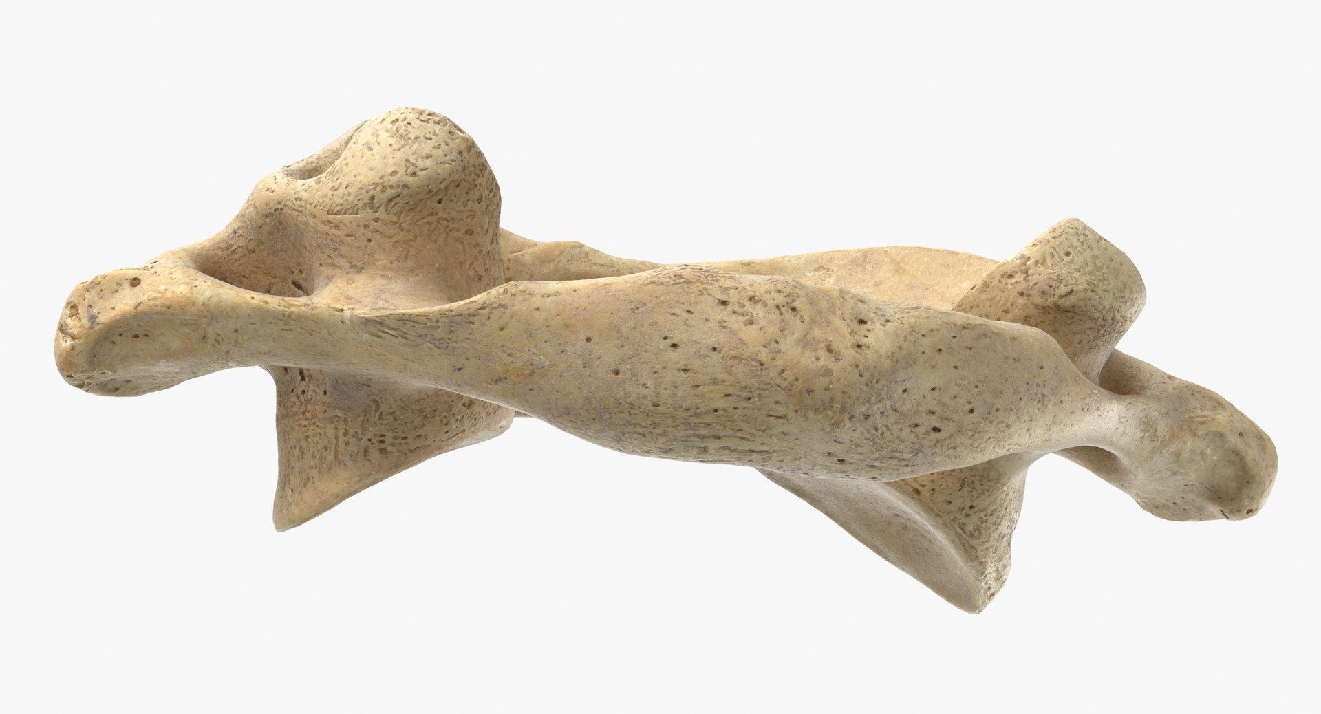 Cervical Vertebrae C1 Atlas 3D - TurboSquid 1588659