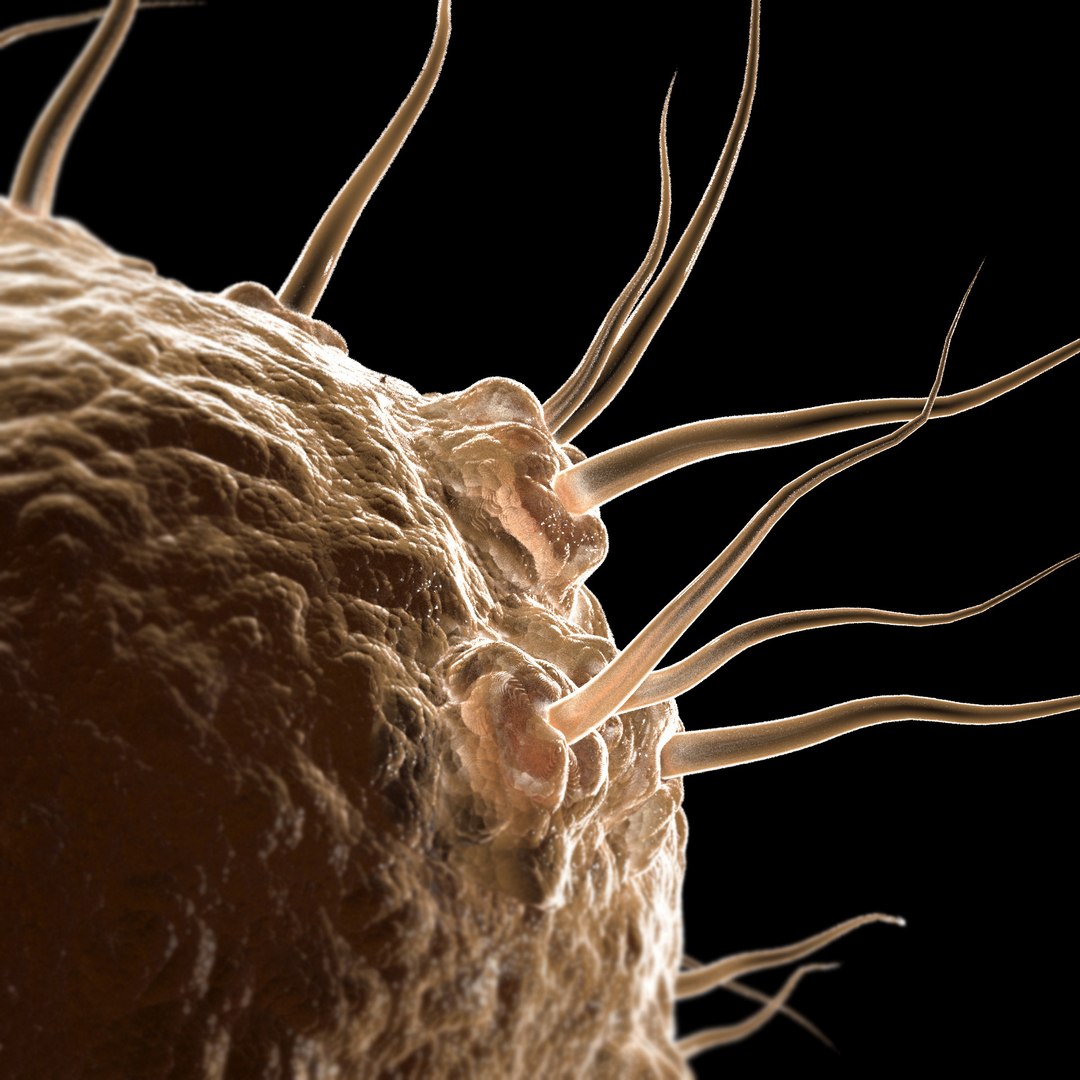 3D Model Microbes Micro Organisms - TurboSquid 1626103