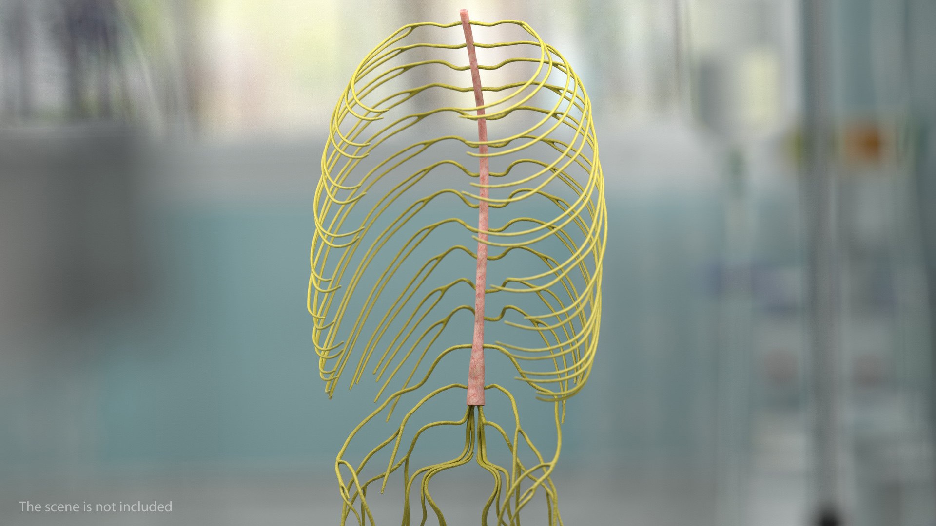 3D Human Torso Nervous Model - TurboSquid 1464072