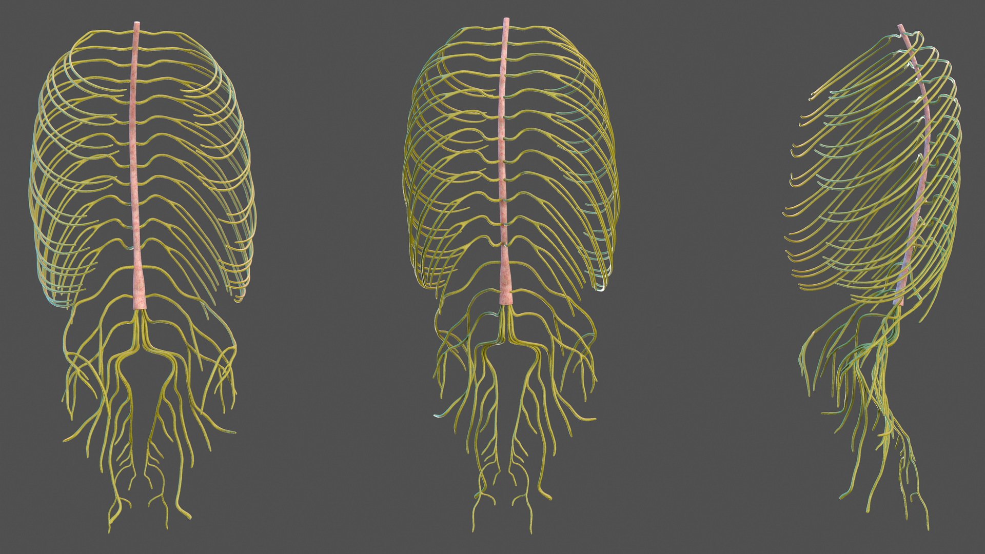 3D Human Torso Nervous Model - TurboSquid 1464072