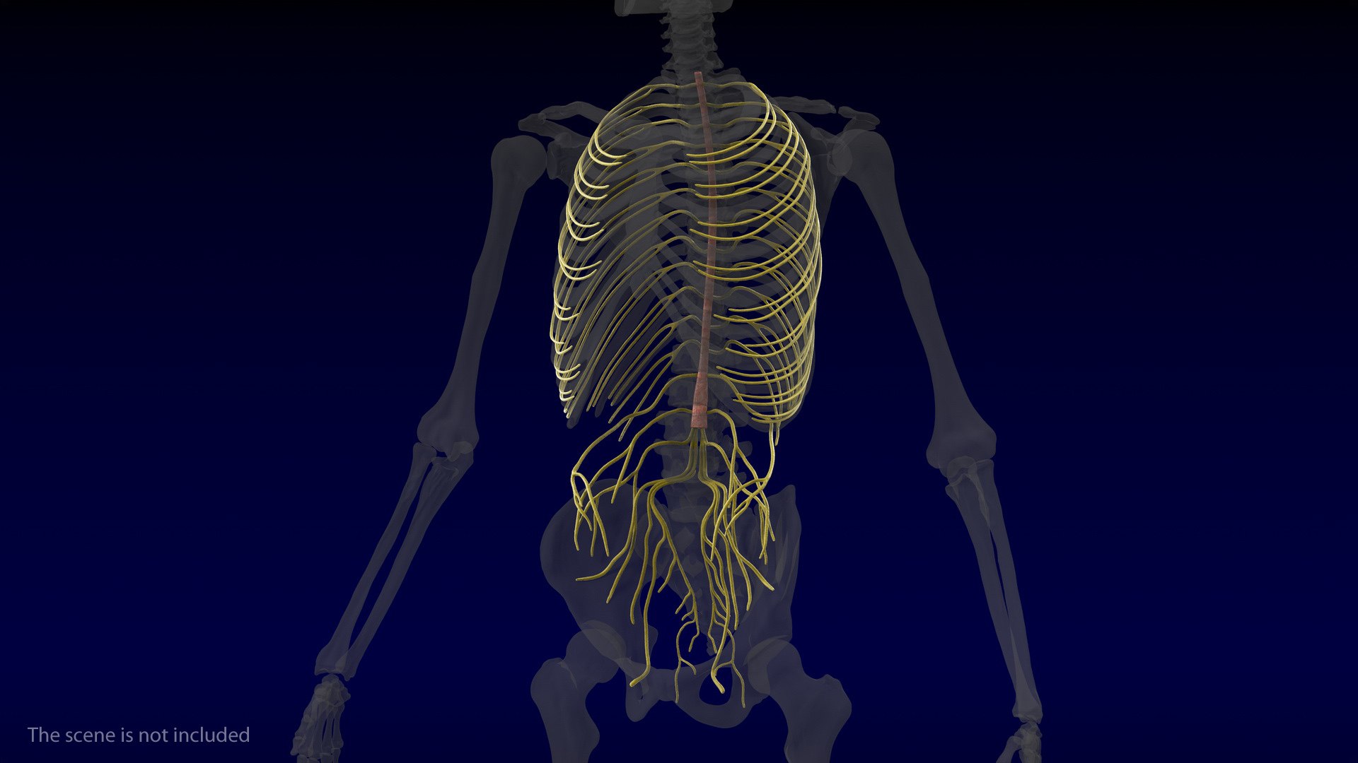 3D human torso nervous model - TurboSquid 1464072