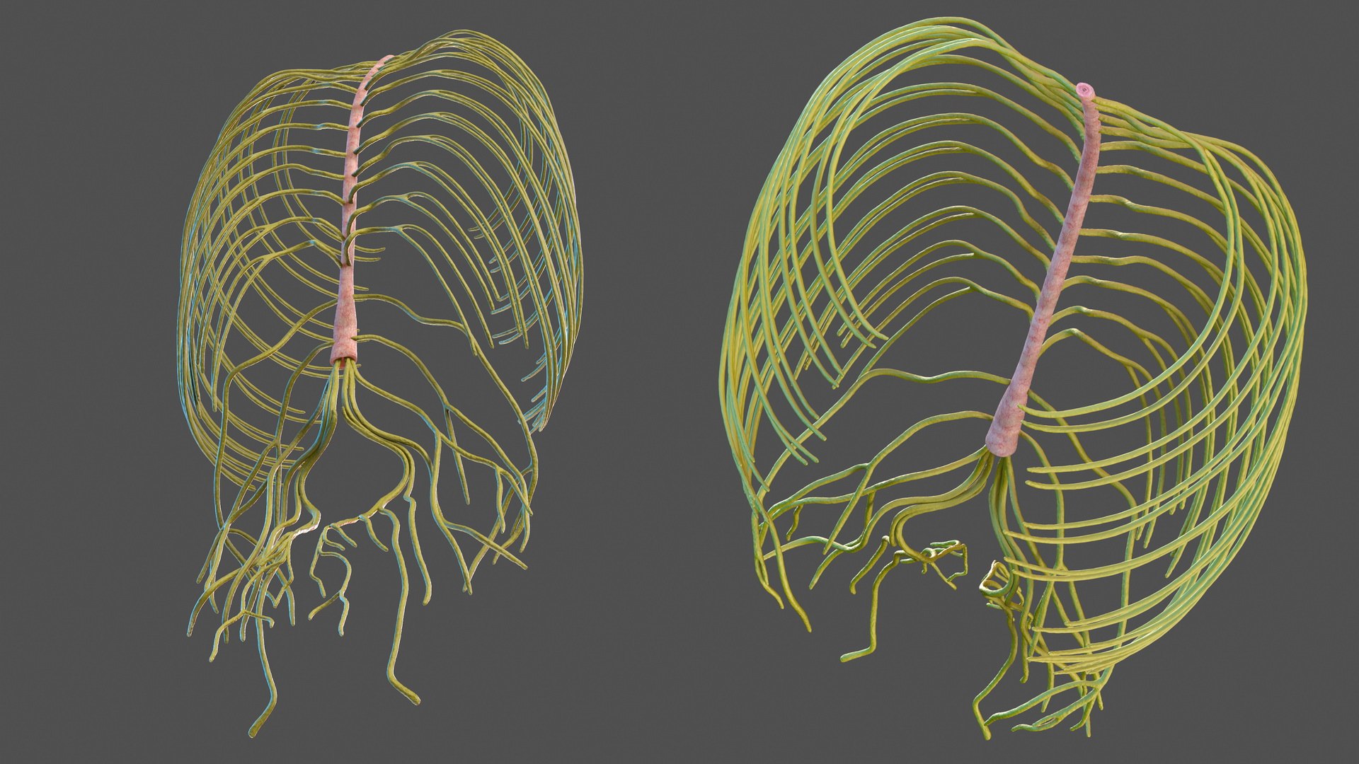 3D Human Torso Nervous Model - TurboSquid 1464072