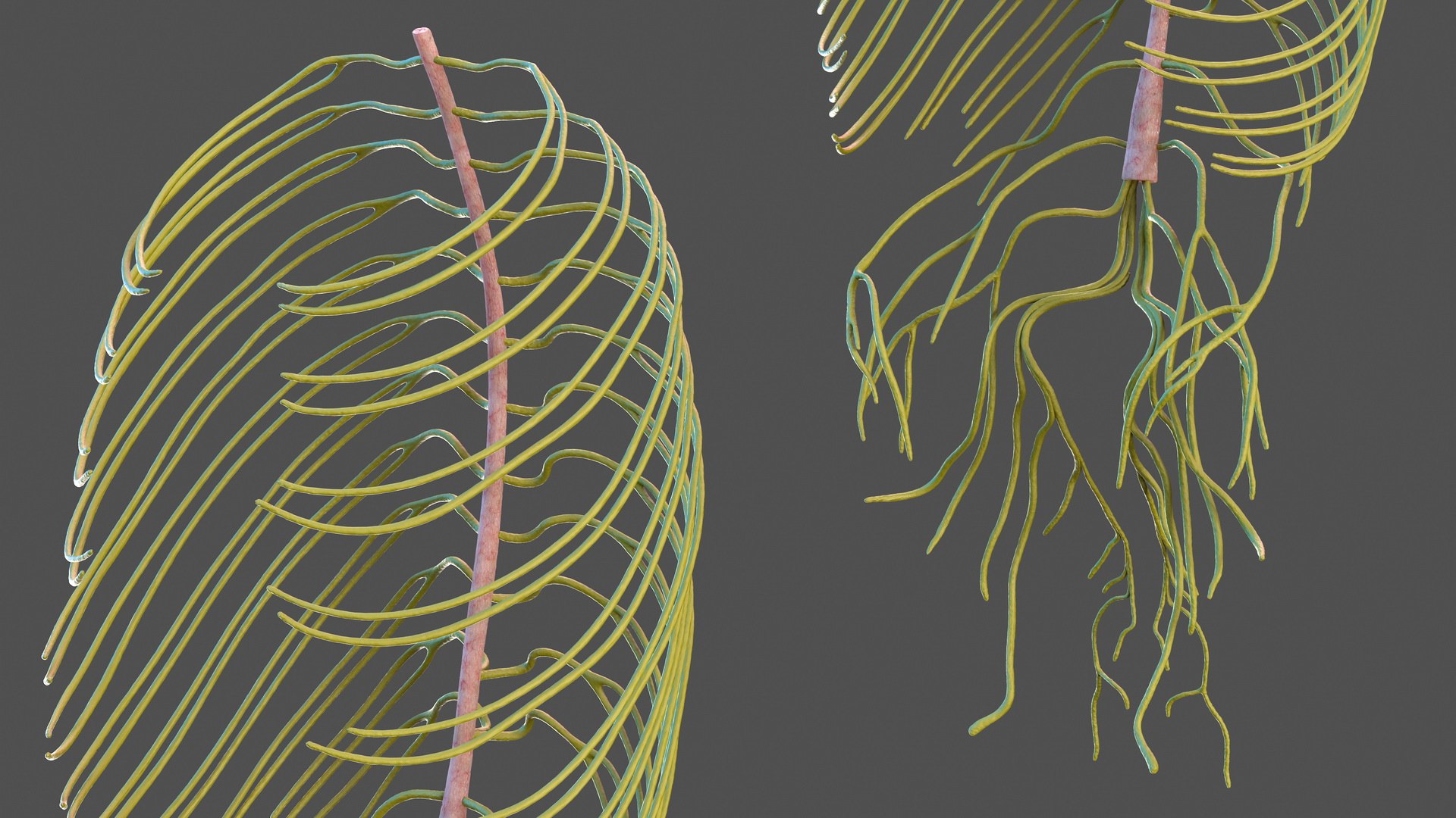 3D Human Torso Nervous Model - TurboSquid 1464072