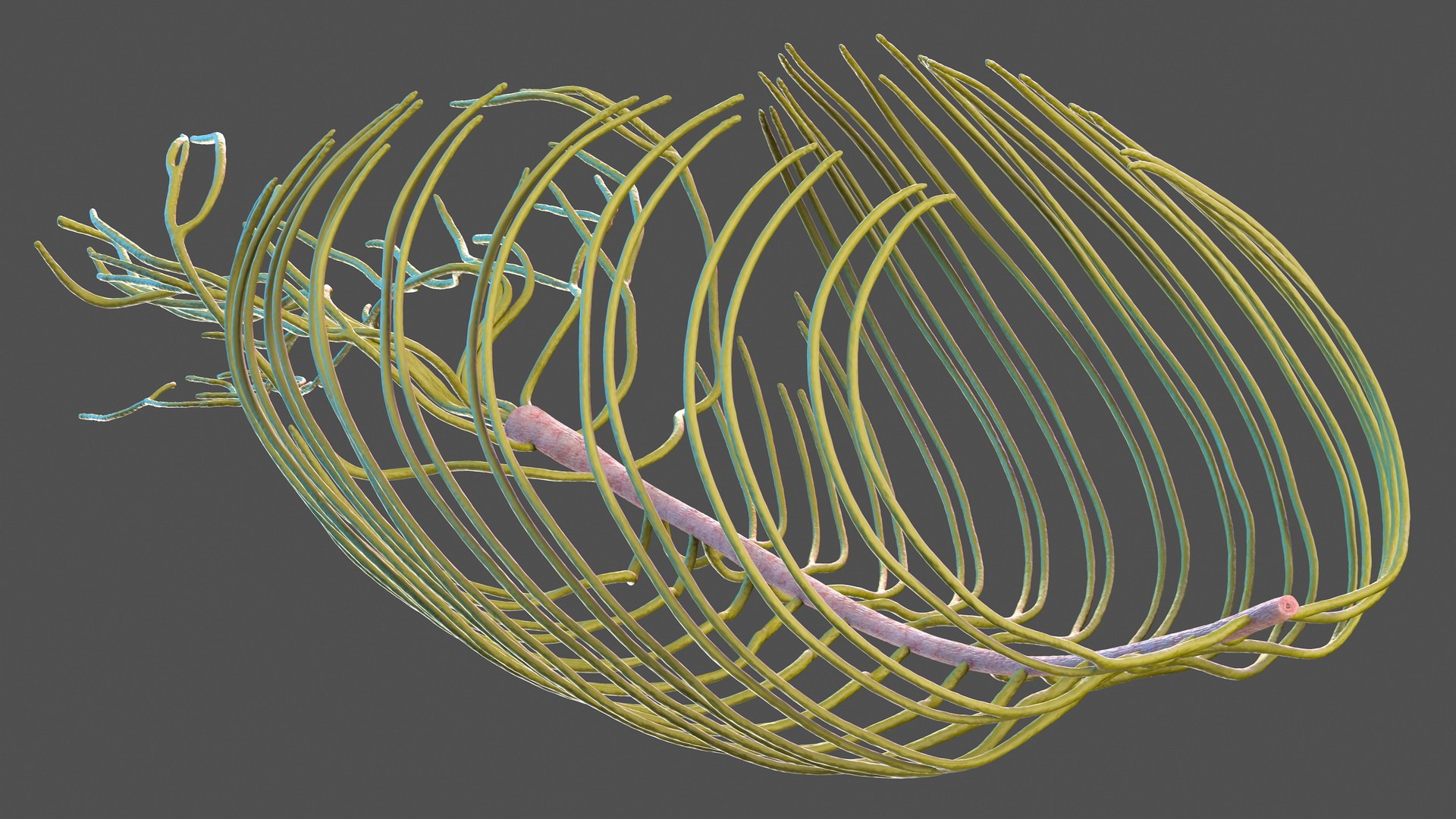 3D Human Torso Nervous Model - TurboSquid 1464072