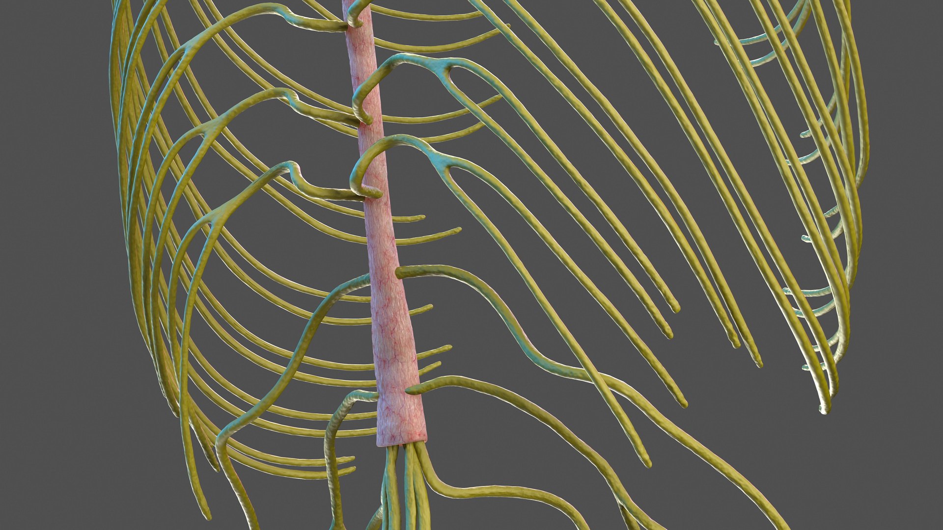 3D Human Torso Nervous Model - TurboSquid 1464072