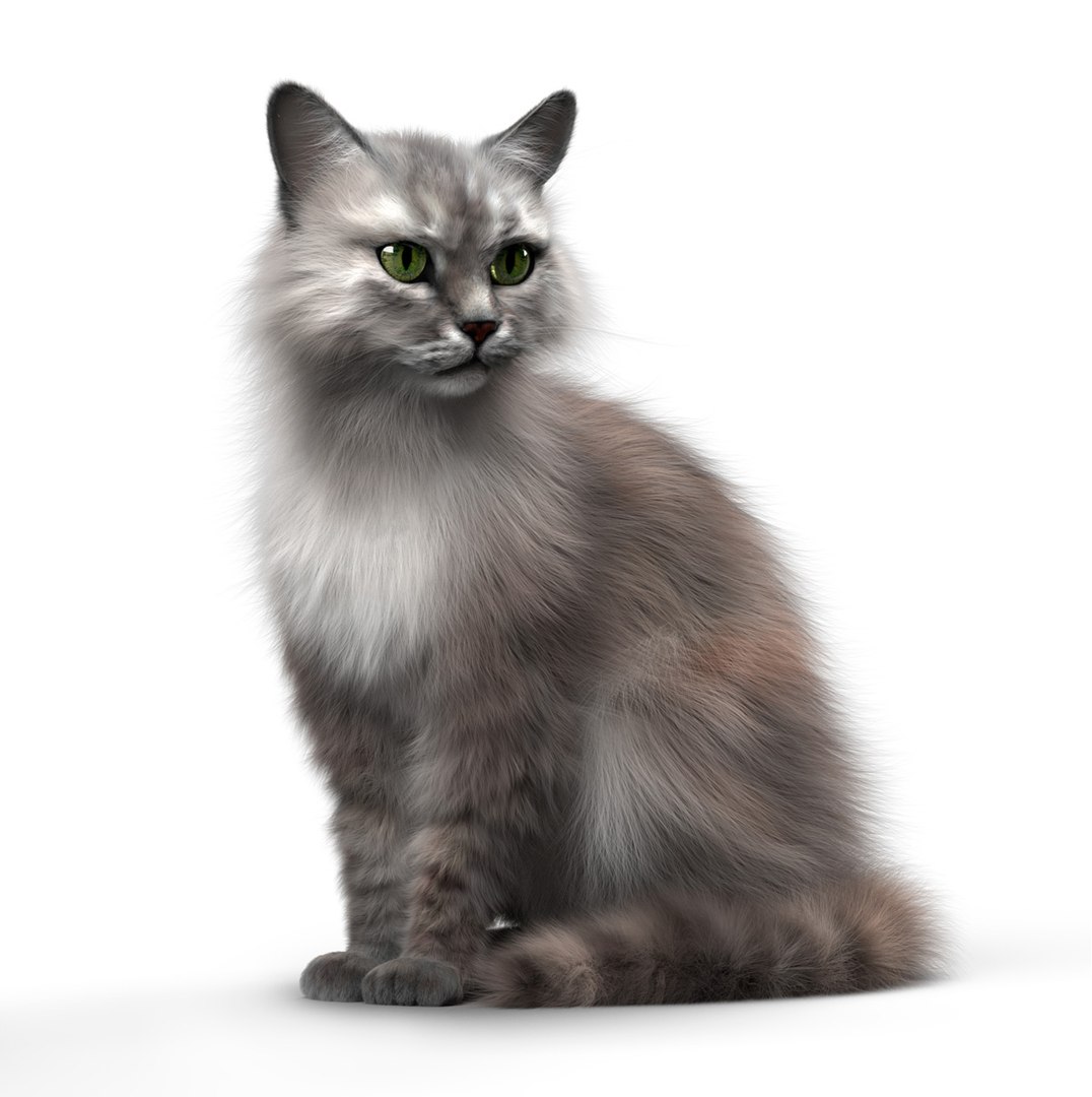 Cat fur model - TurboSquid 1538786