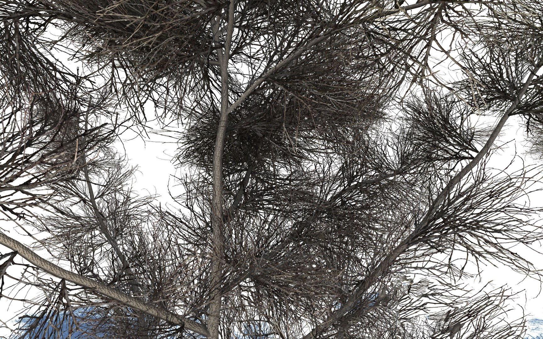 Realistic Dead Tree 3D Model - TurboSquid 1513593