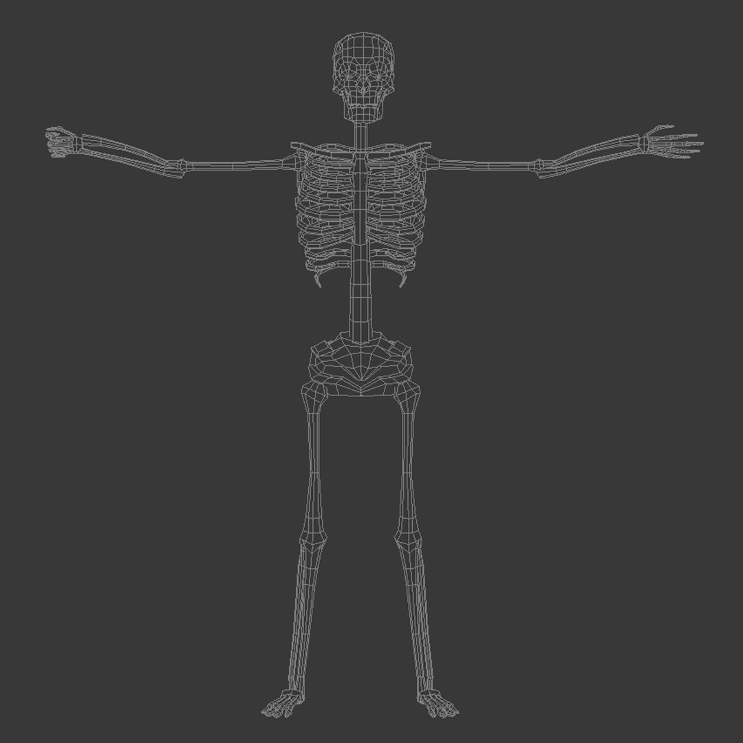 Skull Skeleton 3d Model