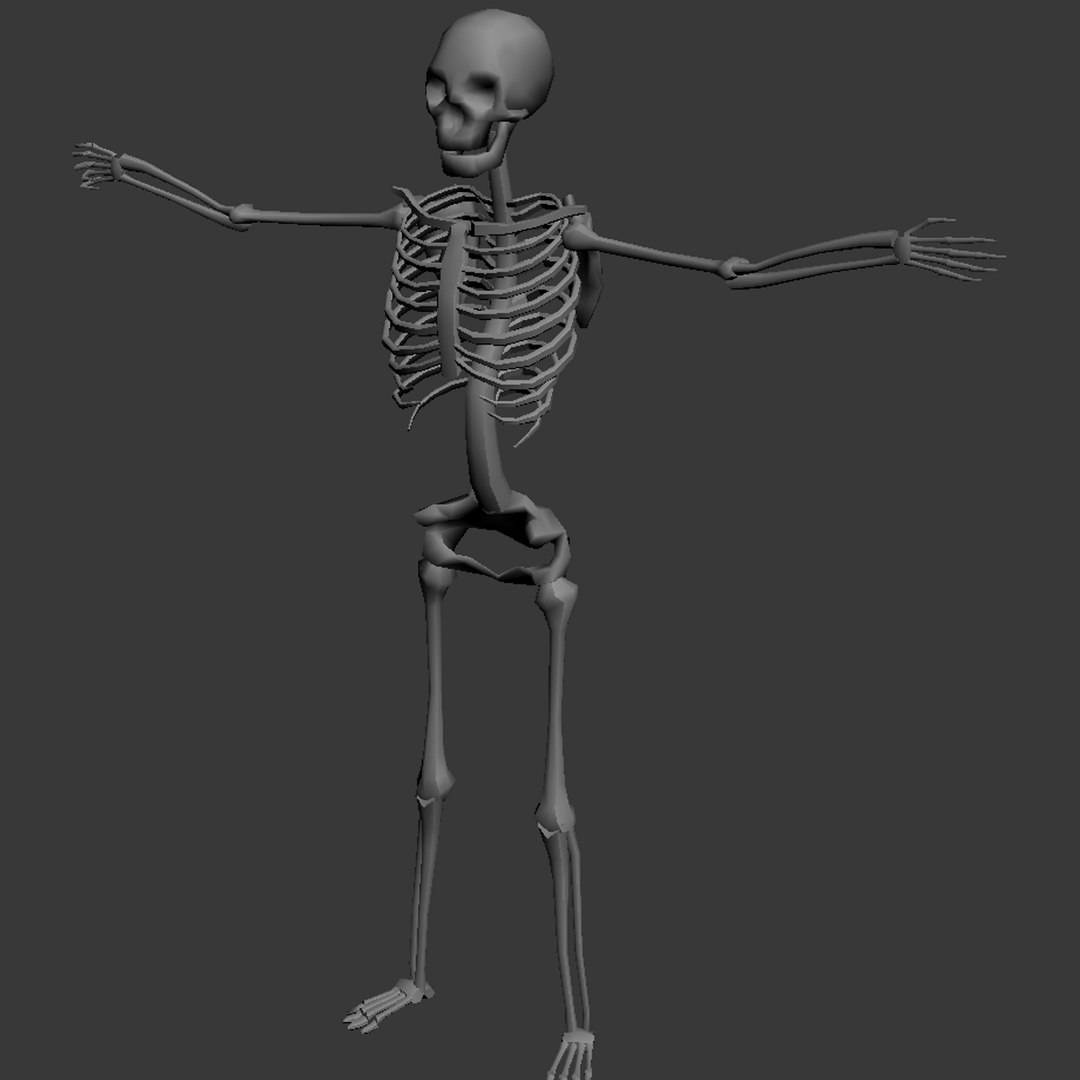 Skull Skeleton 3d Model