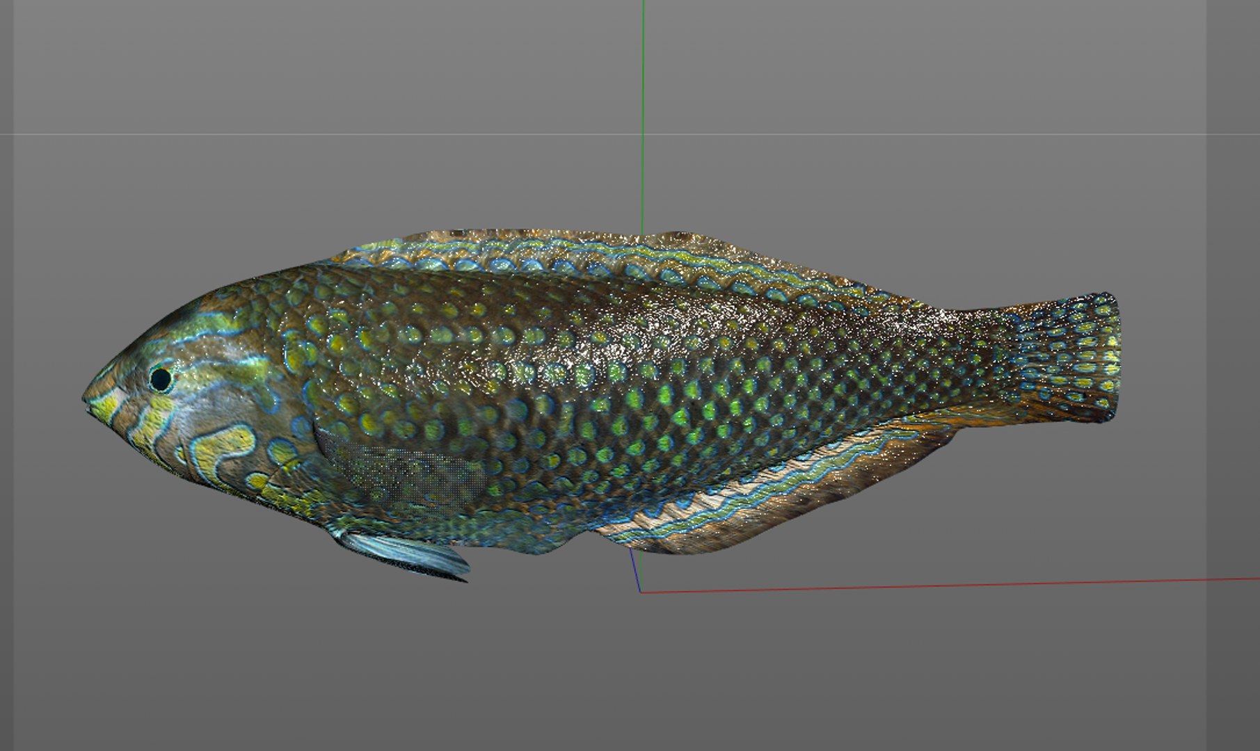 Fish Model - TurboSquid 1551928