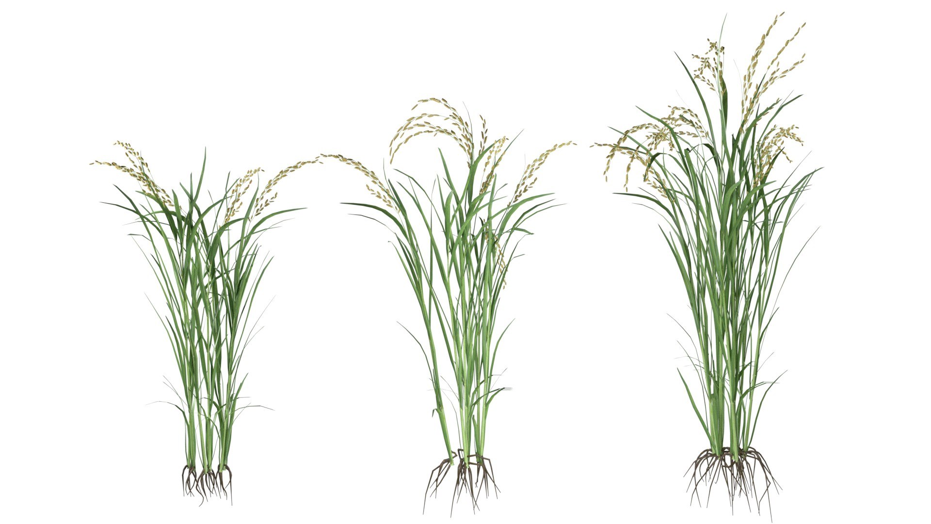 Green Rice Bushes 3D Model - TurboSquid 2410360