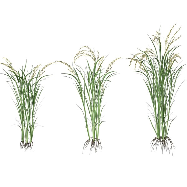modelo 3d Arbustos de arroz verde - TurboSquid 2410360