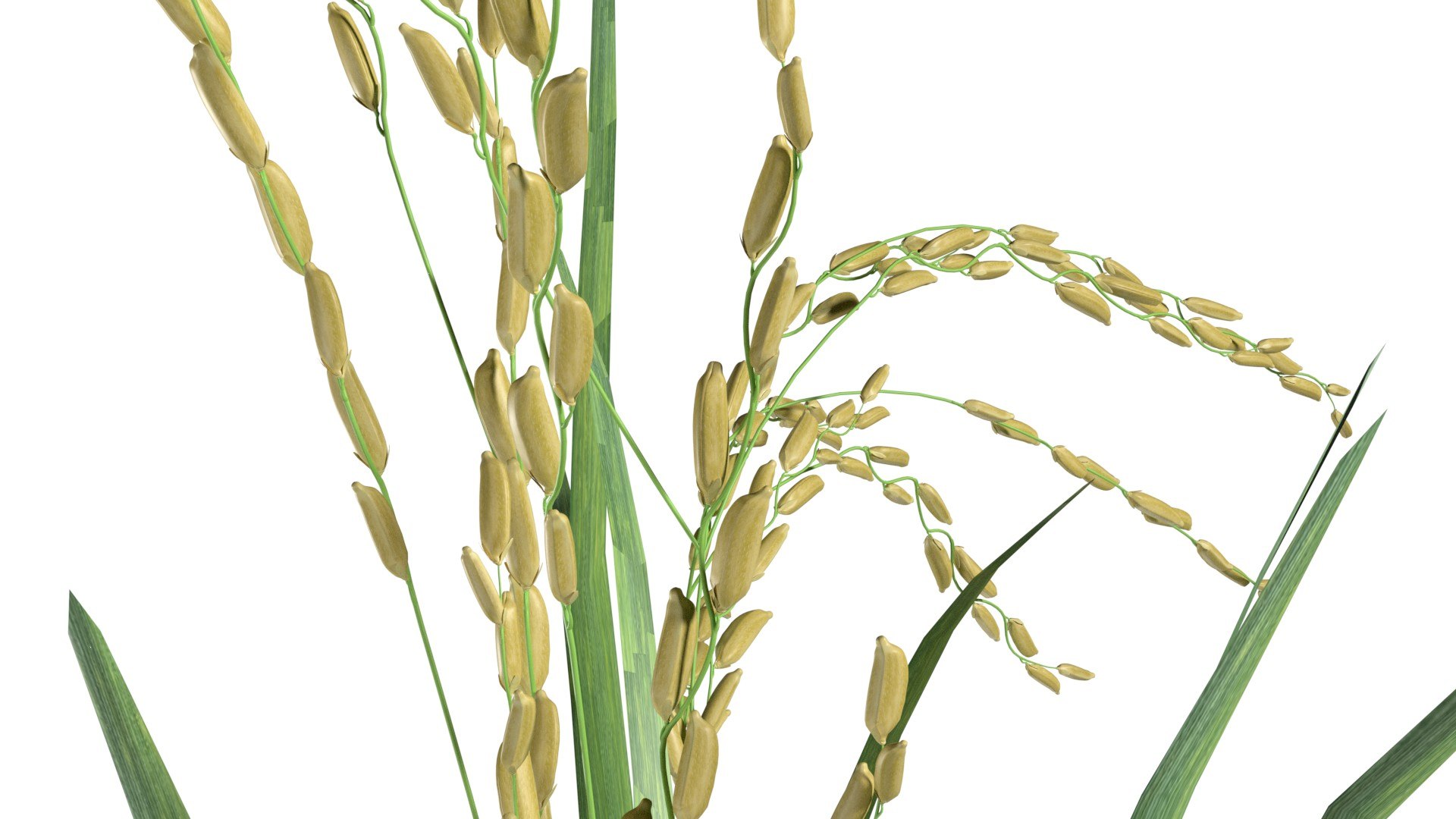 Green Rice Bushes 3D Model - TurboSquid 2410360