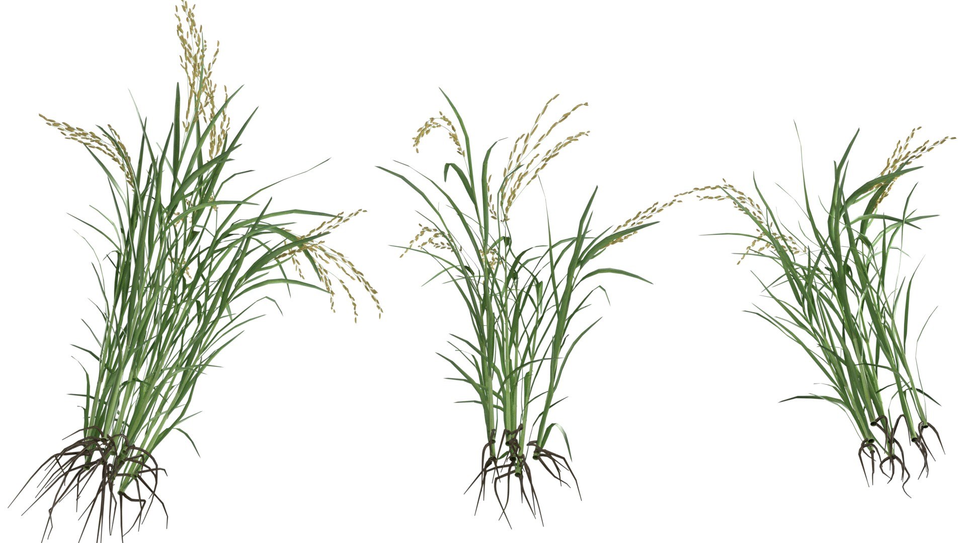 Green Rice Bushes 3D Model - TurboSquid 2410360