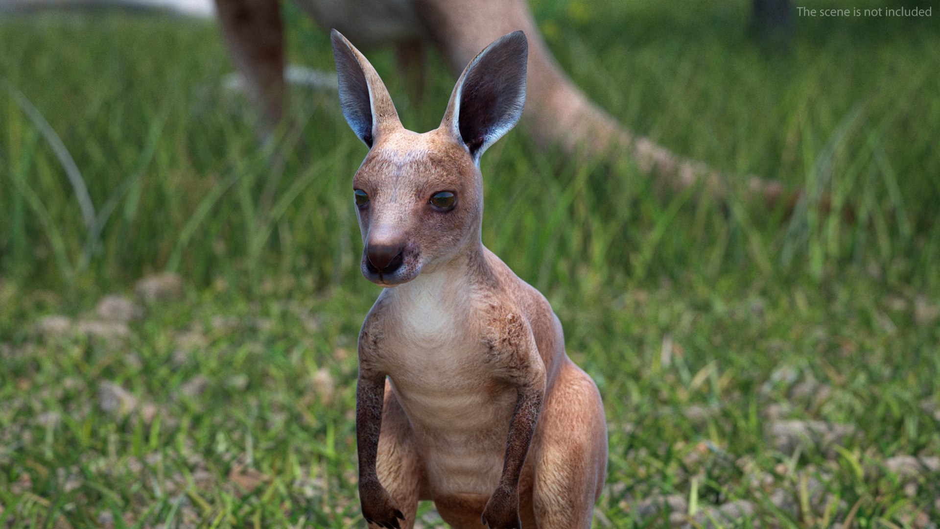 Baby Kangaroo 3D - TurboSquid 2248158