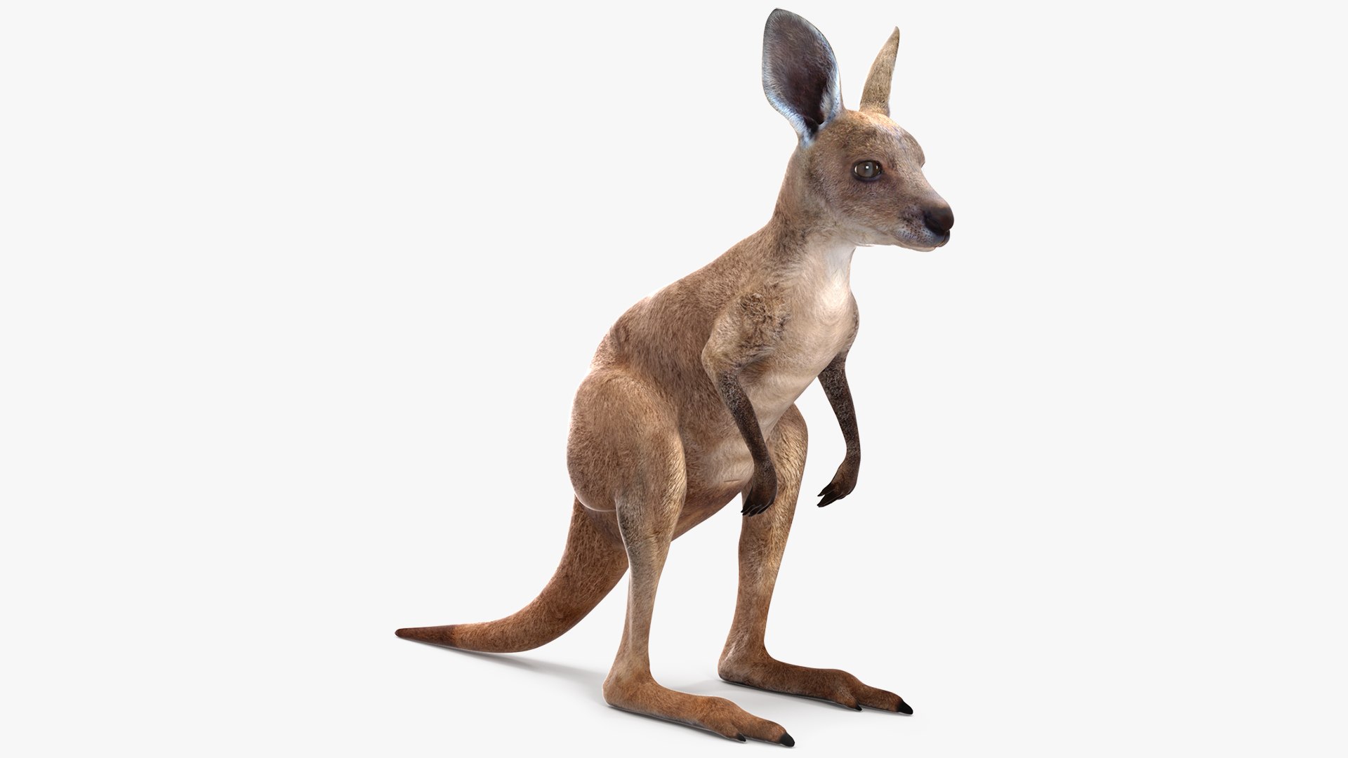 Baby Kangaroo 3D - TurboSquid 2248158