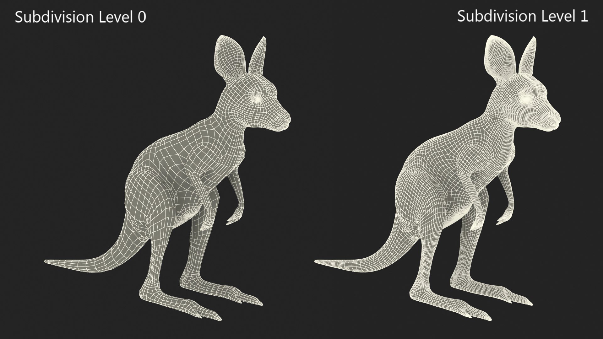 Baby Kangaroo 3D - TurboSquid 2248158