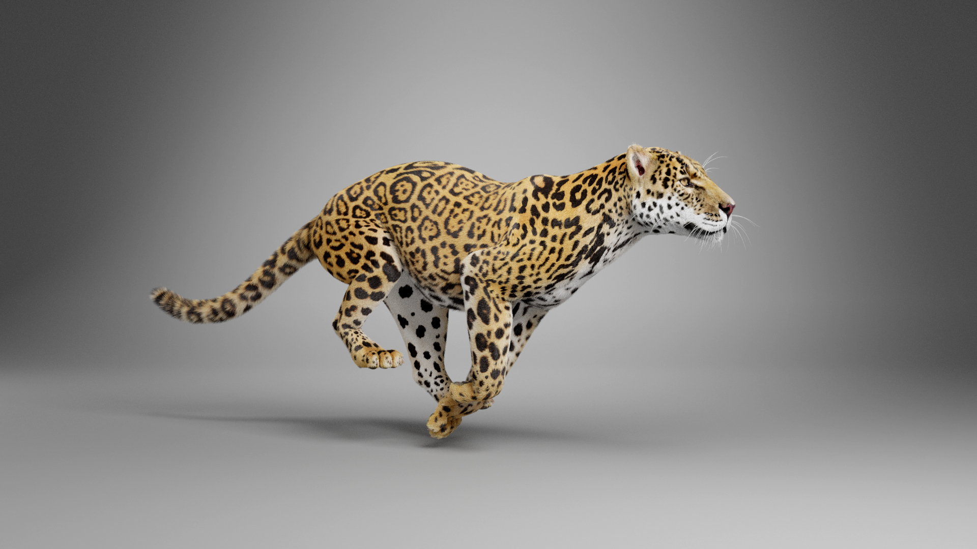 Jaguar Panthera Onca Animated 3D - TurboSquid 2168356