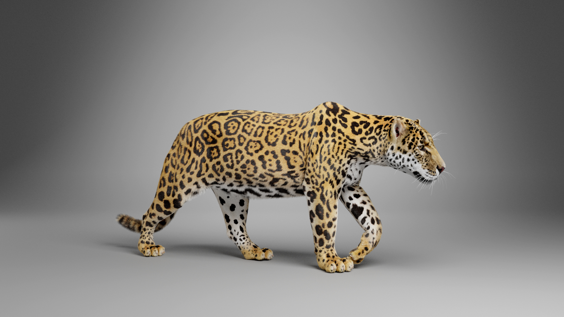 Jaguar Panthera Onca Animated 3D - TurboSquid 2168356