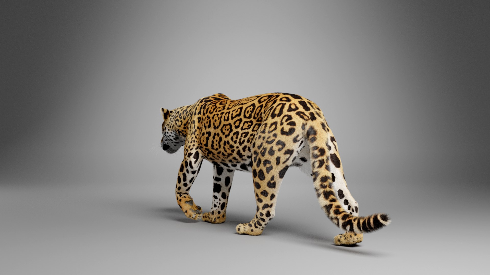 Jaguar Panthera Onca Animated 3D - TurboSquid 2168356