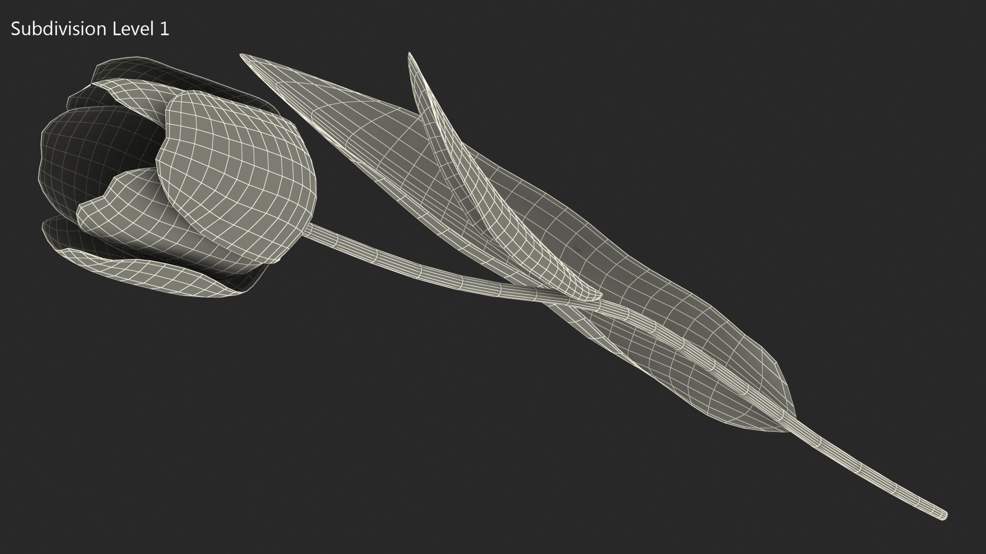 3D Pink Tulip Flower - TurboSquid 2186745