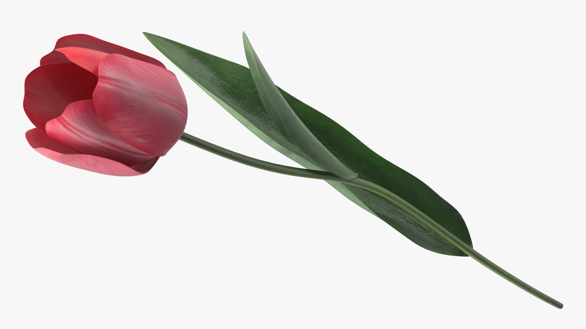 3D Pink Tulip Flower - TurboSquid 2186745