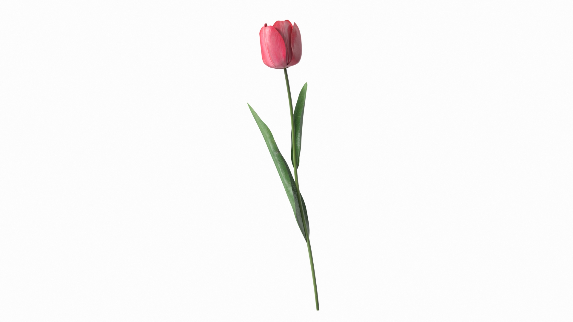 3D Pink Tulip Flower - TurboSquid 2186745