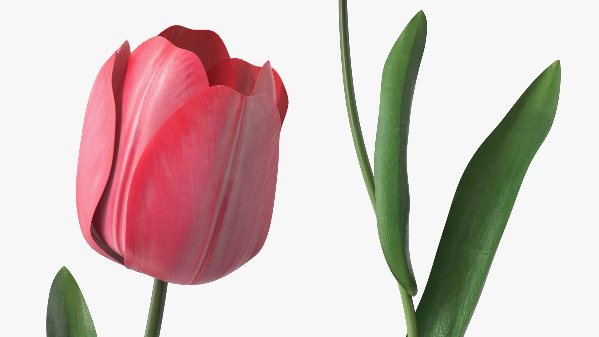 3D Pink Tulip Flower - TurboSquid 2186745