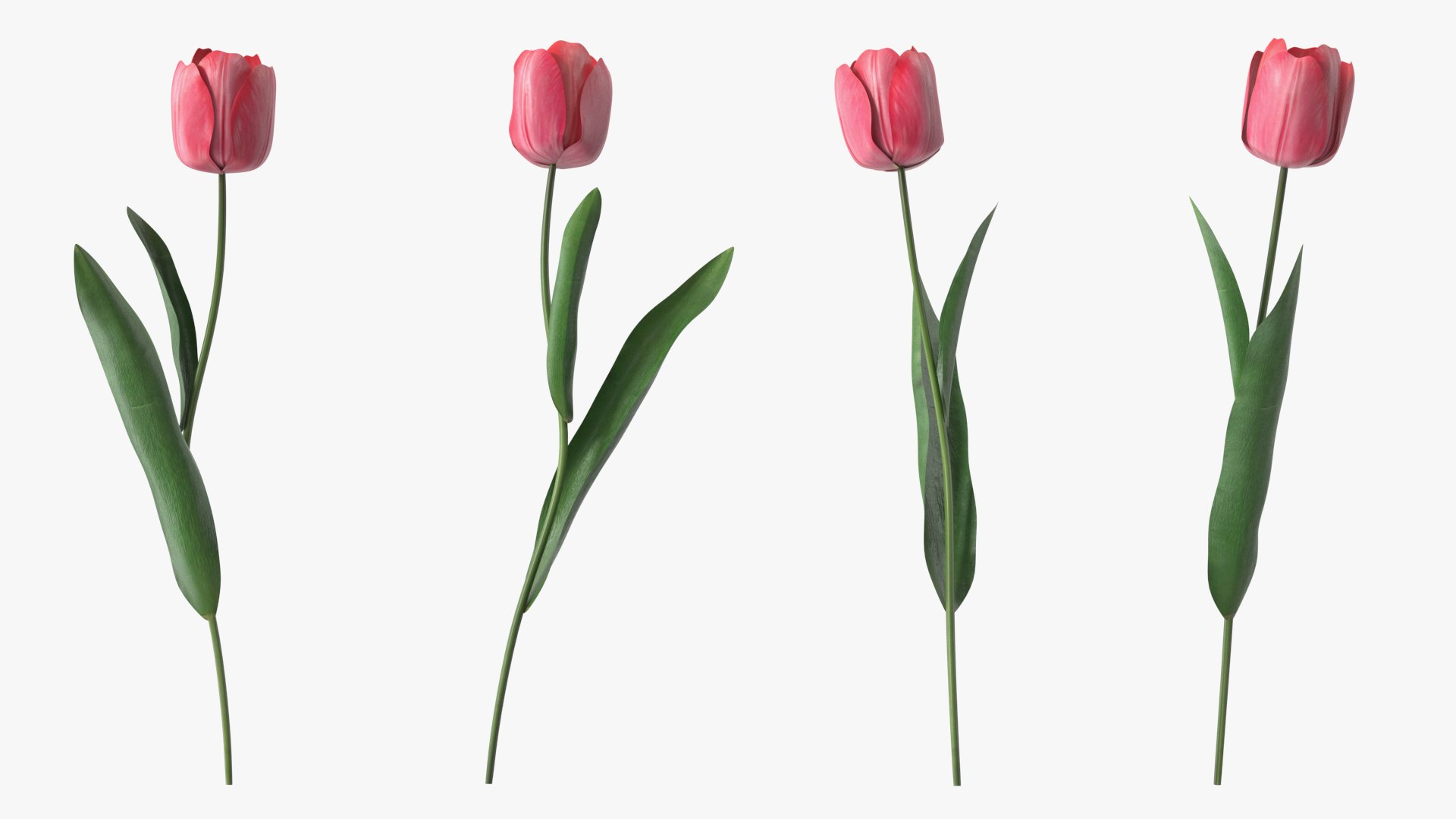3D Pink Tulip Flower - TurboSquid 2186745