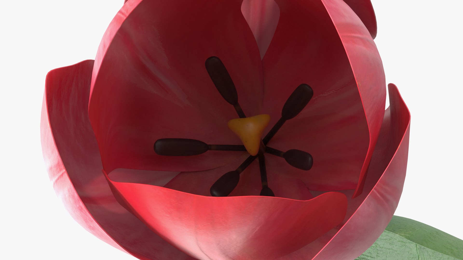 3D Pink Tulip Flower - TurboSquid 2186745